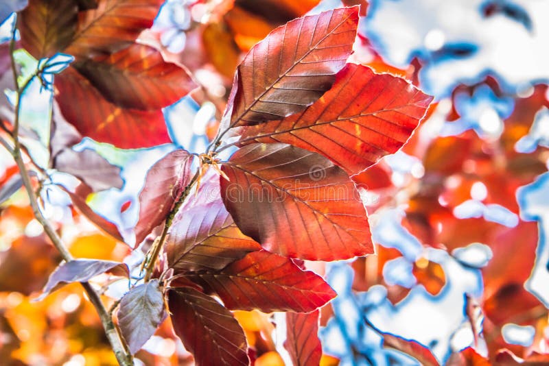 Beech tree stock photo. Image of close, green, woods - 151300800