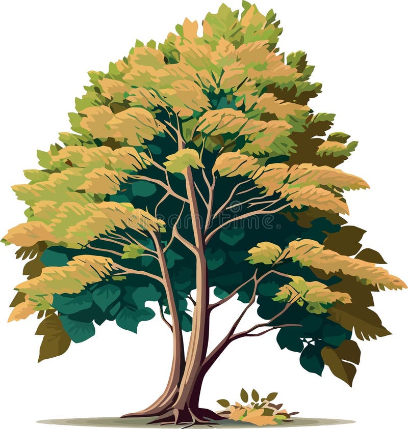 Beech Tree Dicotyledonous Plant Stock Vector - Illustration of park ...
