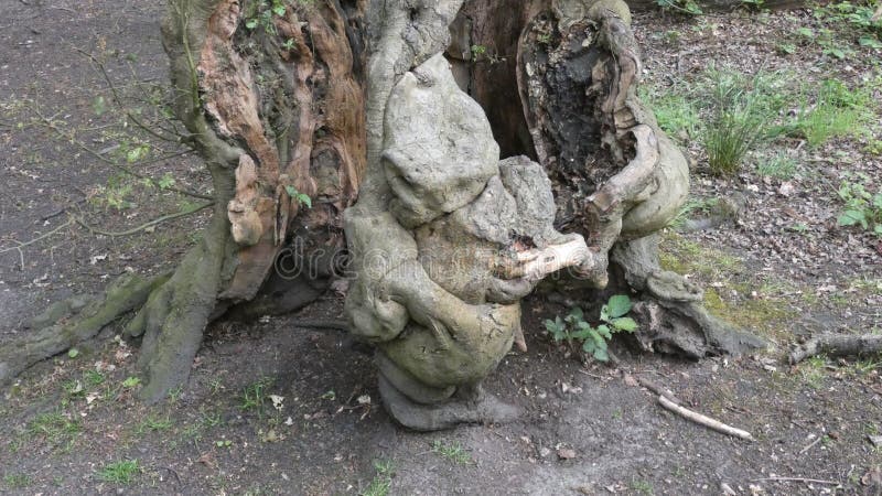 Beech Tree Dryads Baby Gargoyles Stock Image - Image of ogham ...