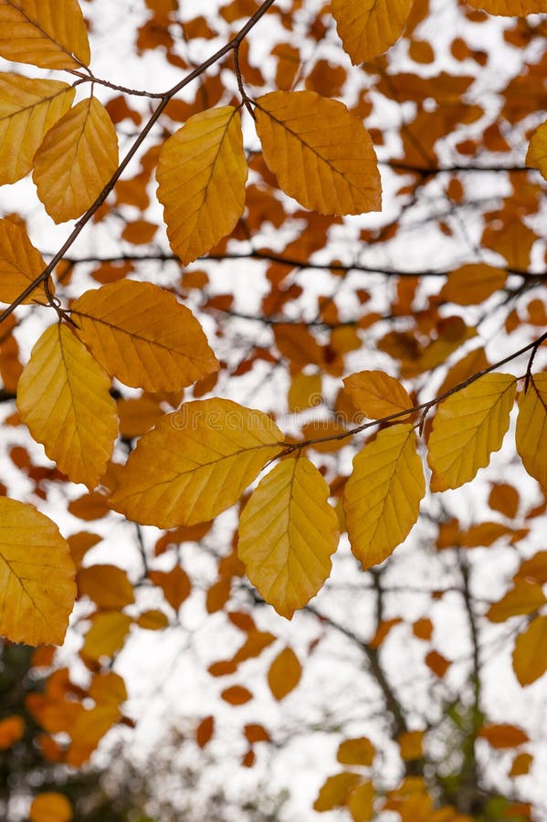 Beech Tree (fagus) with Autumn or Fall Leaves Stock Image - Image of ...