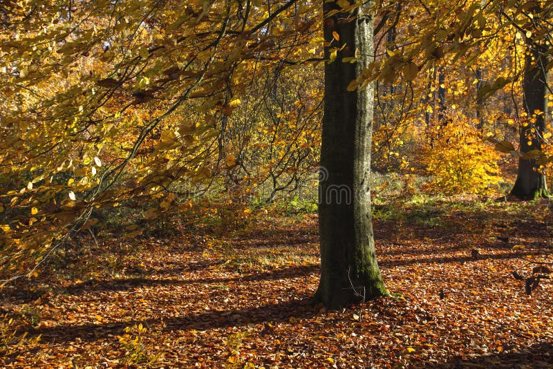 Beech tree in autumn stock image. Image of botanical - 126487709