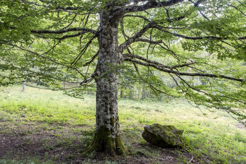 Beech tree stock image. Image of parkland, concept, foliage - 244343585