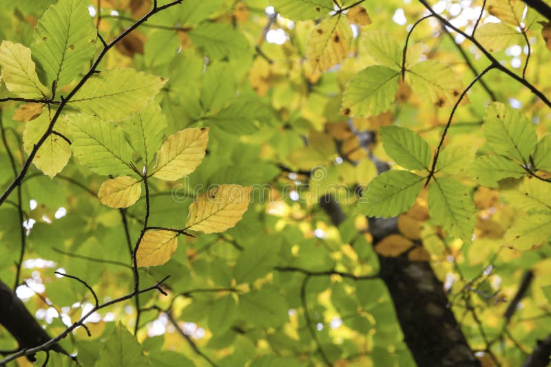 Beech tree foliage stock image. Image of deciduous, leaves - 203235189