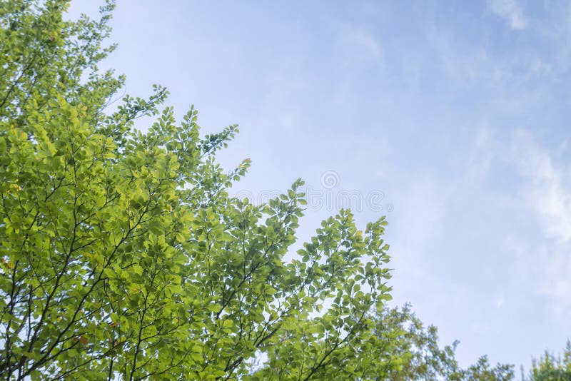 Beech tree foliage stock image. Image of colors, beech - 199793057