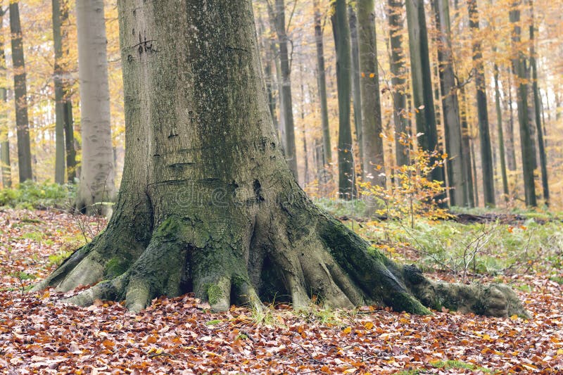 Beech tree foot detail stock photo. Image of orange - 184590656