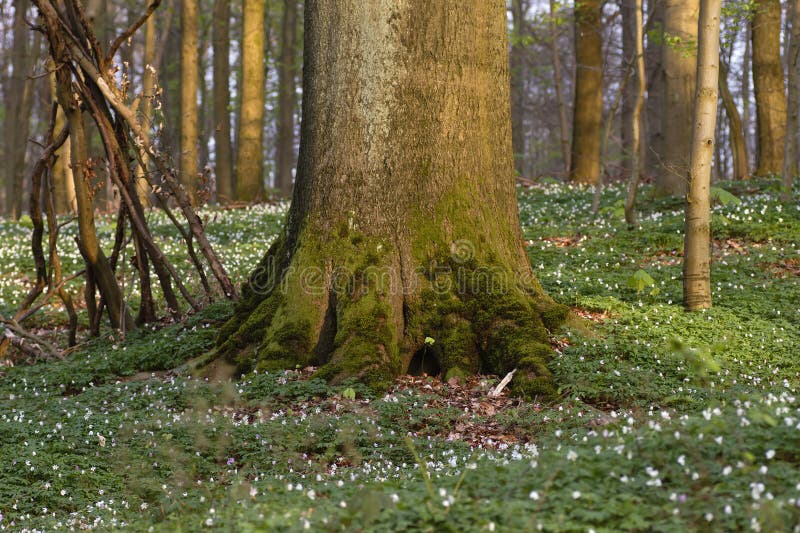 Beech Tree Foot Detail on a Springtime Forest Stock Image - Image of ...