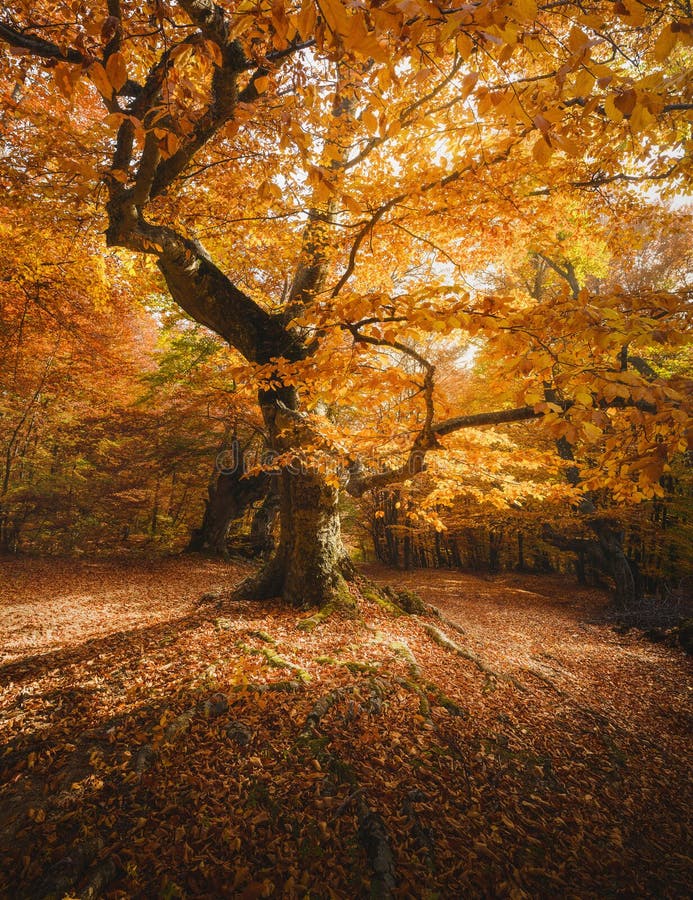 Beech Tree in a Forest. Autumn Landscape Stock Photo - Image of natural ...