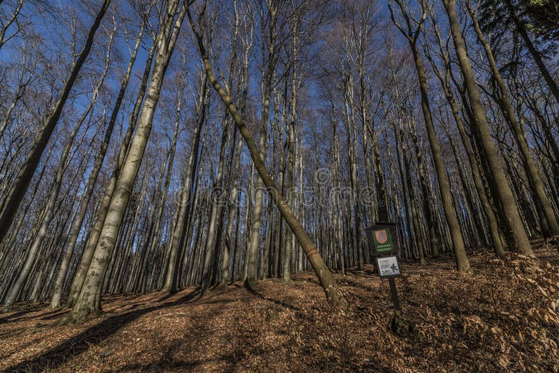 Beech Tree Forest in National Park Stock Photo - Image of beech, czech ...