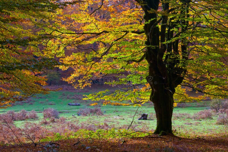 Beech Tree and Forest in the Park Urbasa-Andia. Stock Photo - Image of ...
