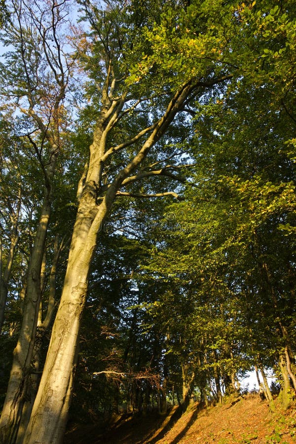Beech tree forest stock photo. Image of woods, woodland - 78387004