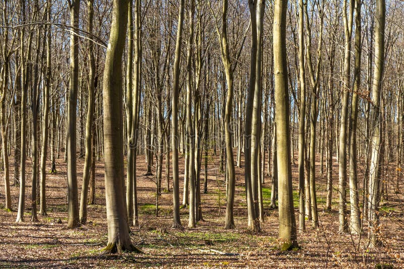 Beech tree forest stock photo. Image of environment - 178780012