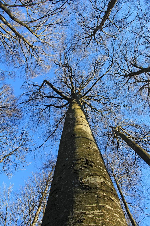 Beech Tree Forest, View from Below Towards the Blue Sky Stock Image ...