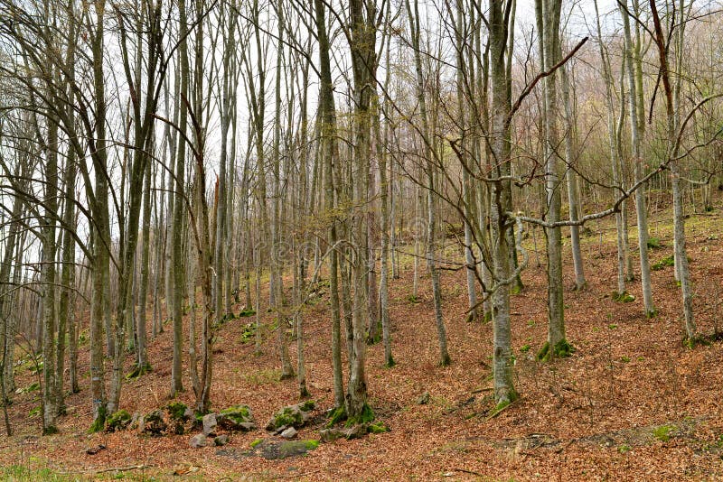 Beech tree forest stock photo. Image of plant, winter - 70450194