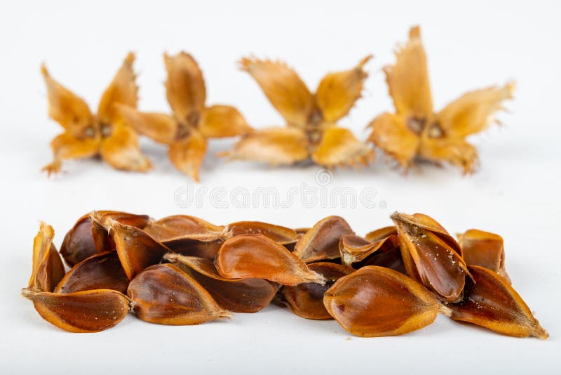 1,368 Beech Fruit Photos - Free & Royalty-Free Stock Photos from Dreamstime
