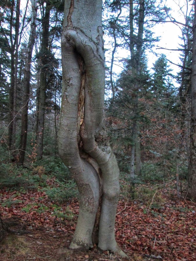 Lightning-Scarred Beech stock photo. Image of gnarled - 350102110