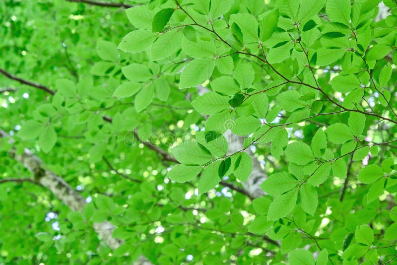 Beech tree green foliage stock photo. Image of leafy - 221958266