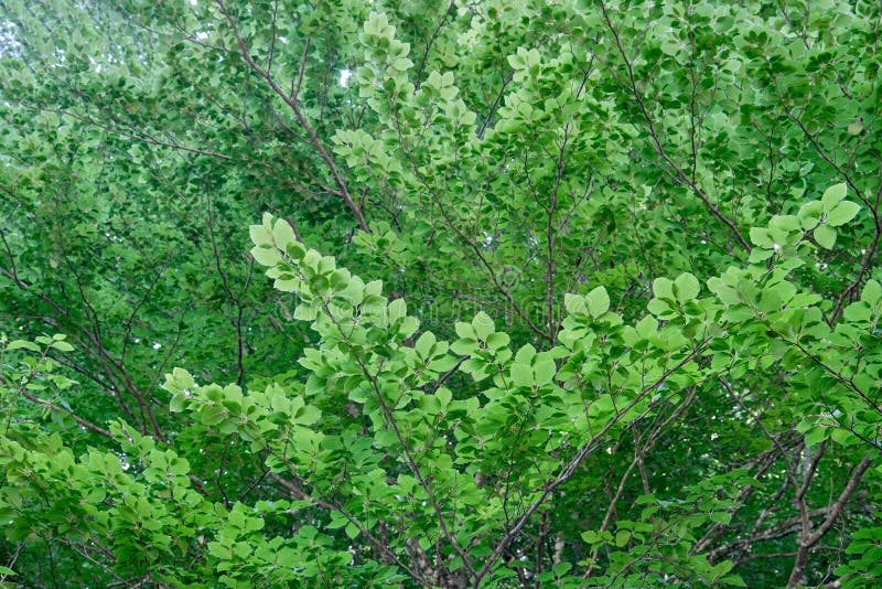 Beech tree green foliage stock image. Image of chlorophyll - 230212251
