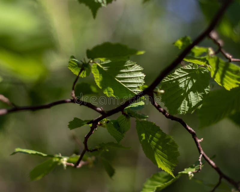 Beech Leaves Growing in the Shade Stock Photo - Image of produce ...