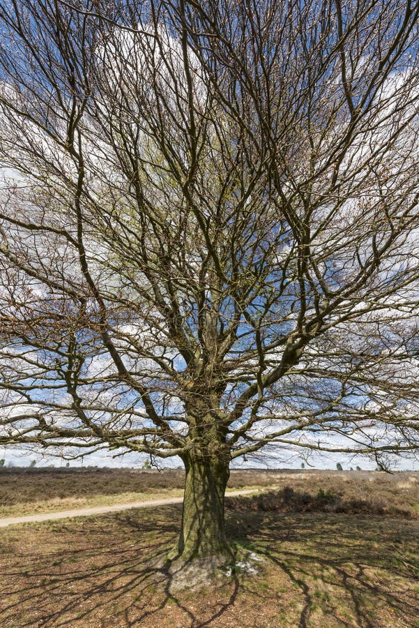 Beech Tree at a Heather Field Stock Photo - Image of reserve, vulgaris ...
