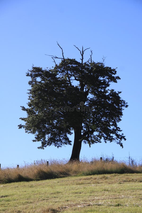 Beech tree on a hill stock image. Image of alone, black - 40289119