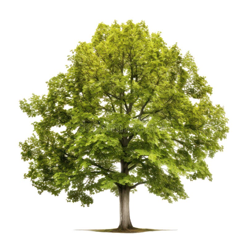 Beech Tree Isolated on White Transparent Background Stock Illustration ...