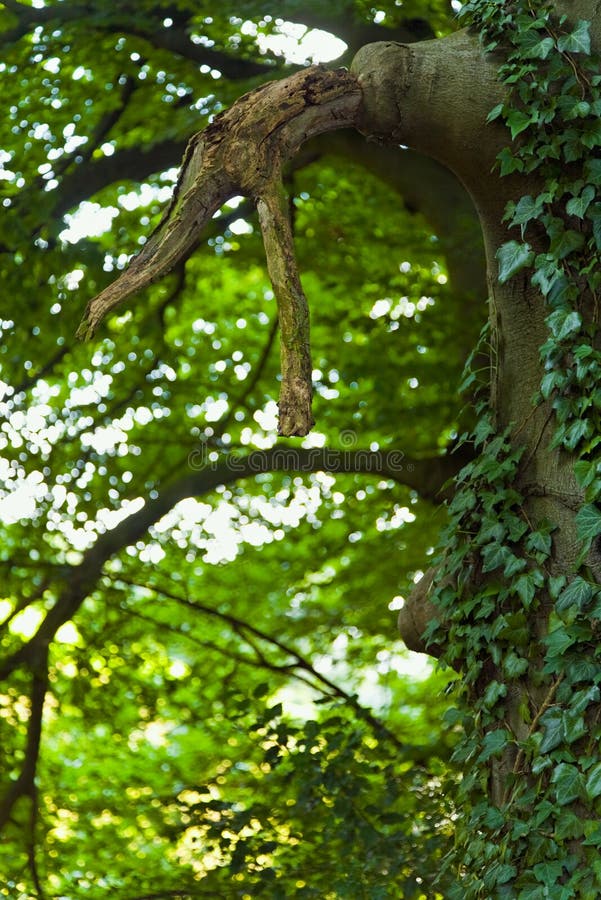 Beech tree with ivy stock photo. Image of european, dead - 8383092