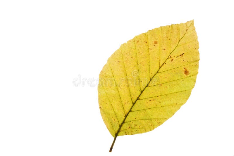 Beech tree in autumn stock image. Image of bavaria, grow - 16842039