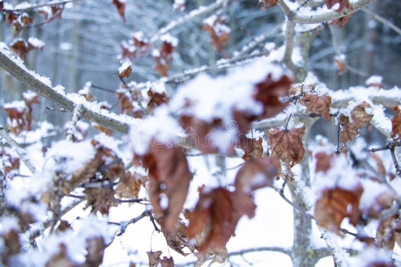 Beech Tree Leaf Covered with Snow. Fresh Snow on Withered Leaves Stock ...