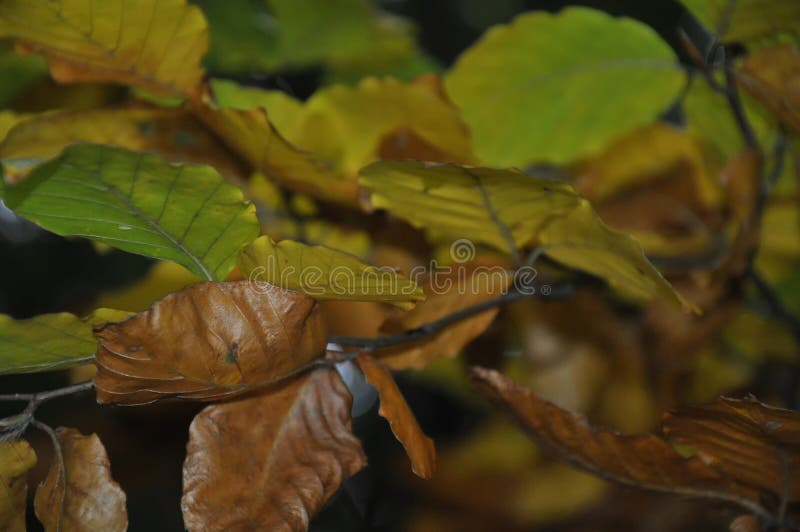 Beech Tree Leafs Texture. Forest,relaxing Nature Stock Photo - Image of ...