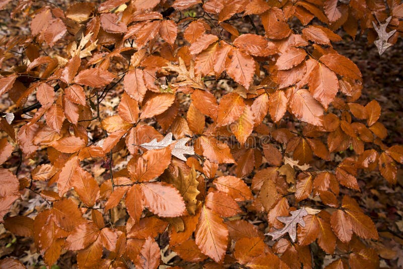 Beech Tree Leaves with Autumn Color Stock Photo - Image of leaf ...