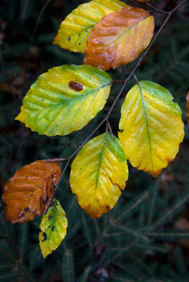 Beech Tree Leaves in Autumn Colors Stock Photo - Image of vivid, color ...