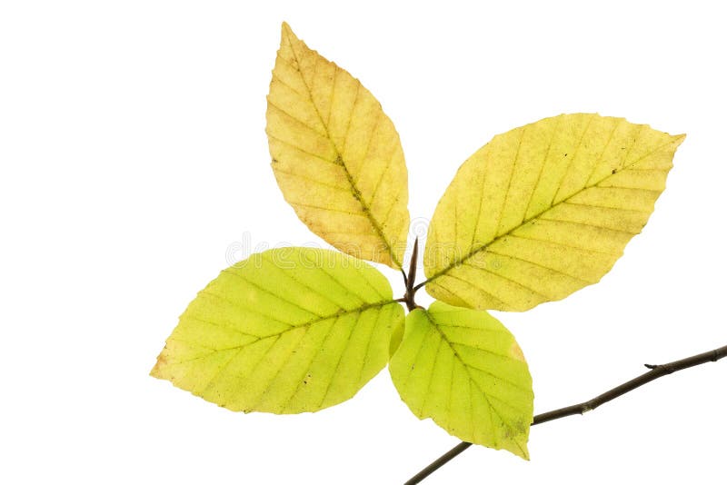 Beech Tree Leaves in Autumn Stock Image - Image of twig, botany: 80202013