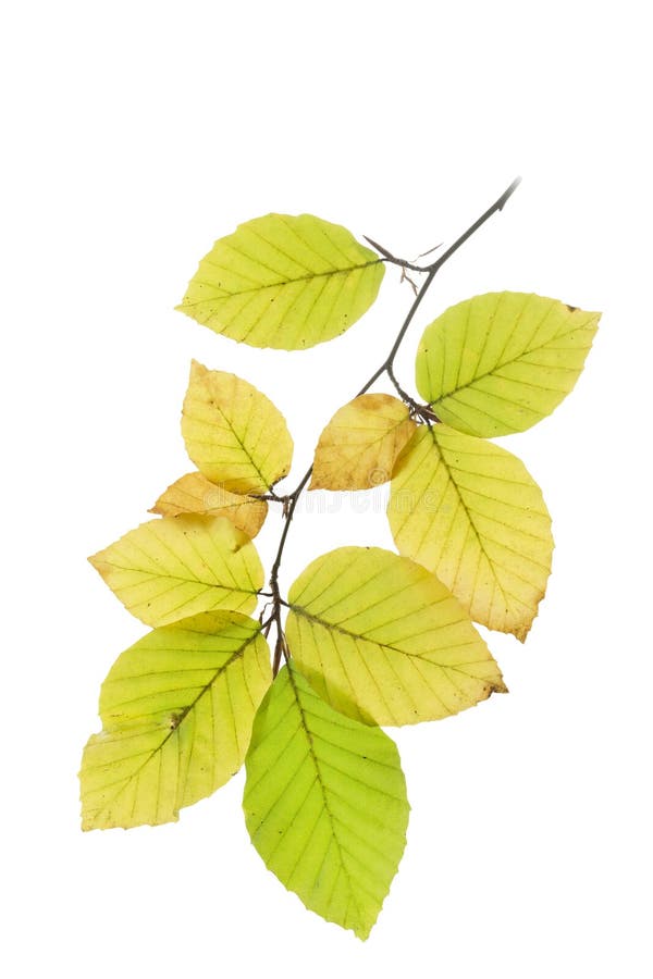 Beech Tree Leaves in Autumn Stock Photo - Image of leaf, tree: 80202186