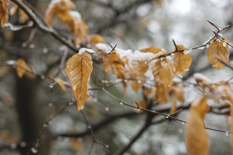 Beech Tree Leaves in Winter Stock Image - Image of frosty, forest ...
