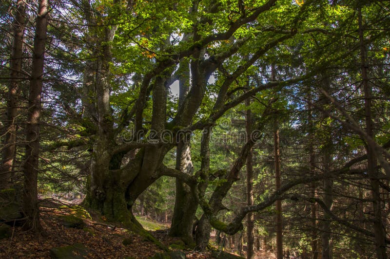 Beech Tree stock image. Image of styria, lumber, austria - 70403371