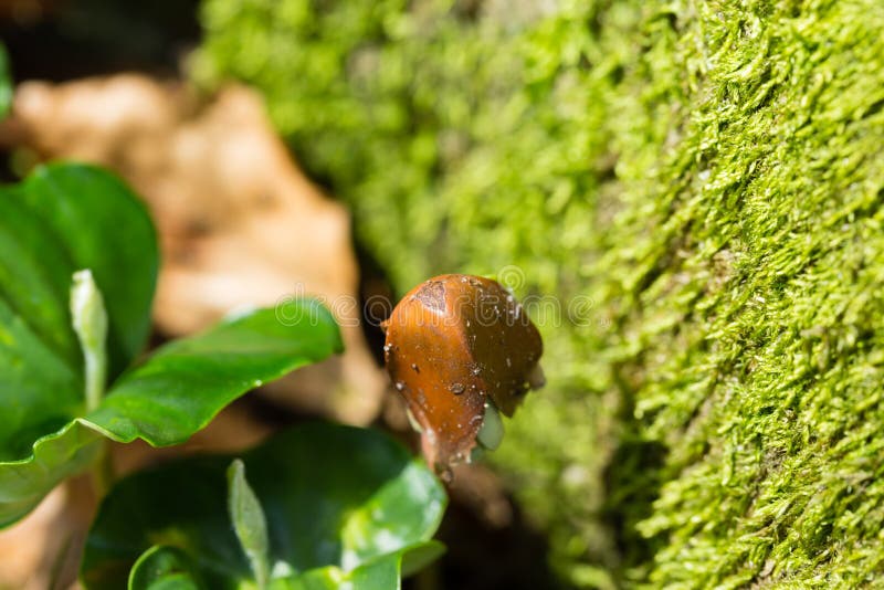 Beech tree in the making stock photo. Image of beech - 91113766