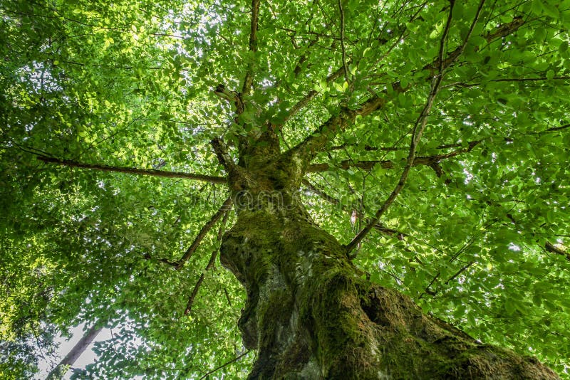 Beech Tree stock photo. Image of branch, beech, forest - 41847668