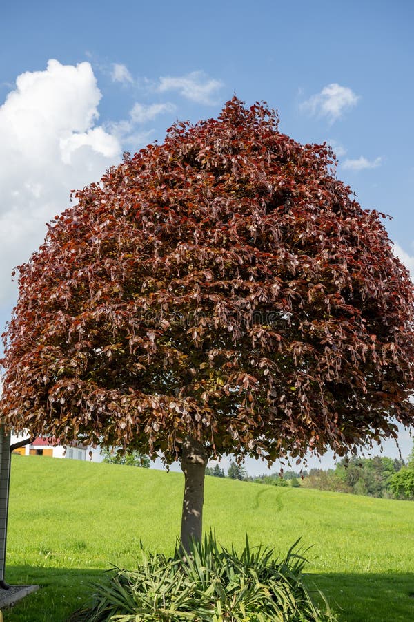 122 Weeping Beech Tree Stock Photos - Free & Royalty-Free Stock Photos ...