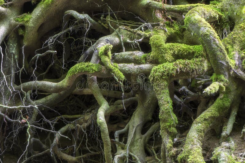 Beech tree roots stock image. Image of plant, beech - 119580021