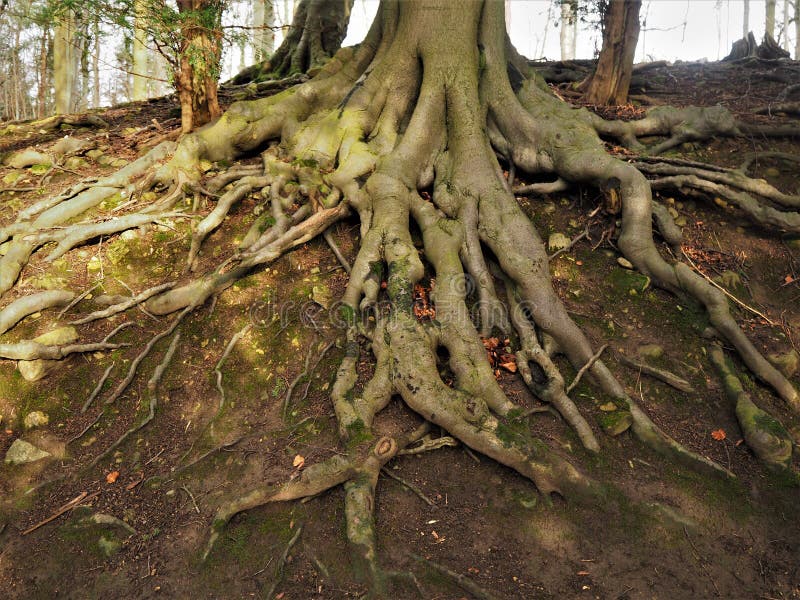 Beech tree roots stock image. Image of plant, beech - 119580021