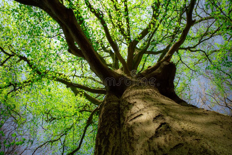 Beech Tree Spring Growth stock image. Image of spectacular - 181538123