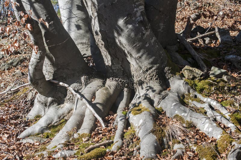 Beech Tree Stem with Huge Roots Stock Image - Image of time, spring ...