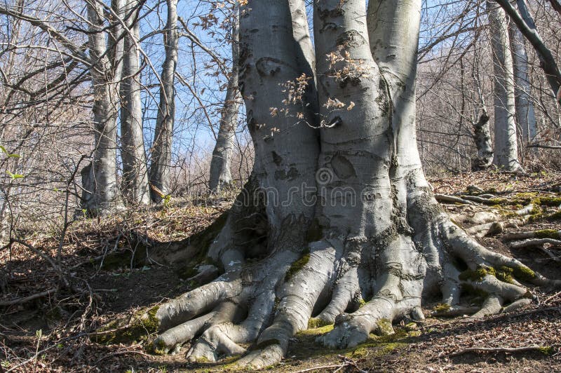 Beech Tree Stem with Huge Roots Stock Image - Image of beech, fall ...