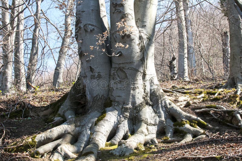 Beech Tree Stem with Huge Roots Stock Photo - Image of park, autumn ...