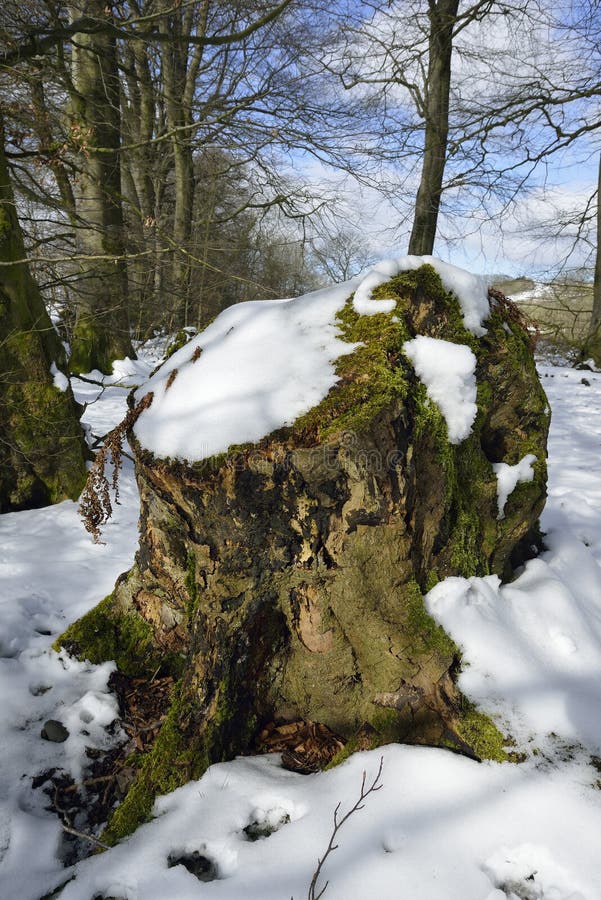 Beech Tree stump in Snow stock photo. Image of vertical - 113967276