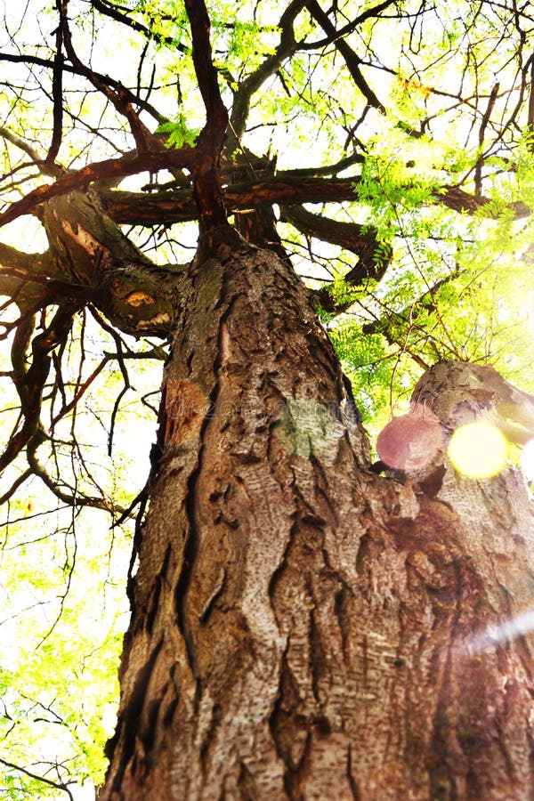 Beech tree in summer. Tree stock image. Image of forest - 132893949