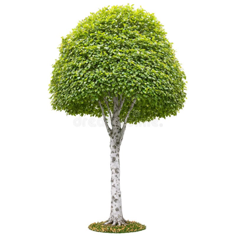 Beech Tree Tall Tree with Smooth Gray Bark and Shiny Oval Leaves that ...