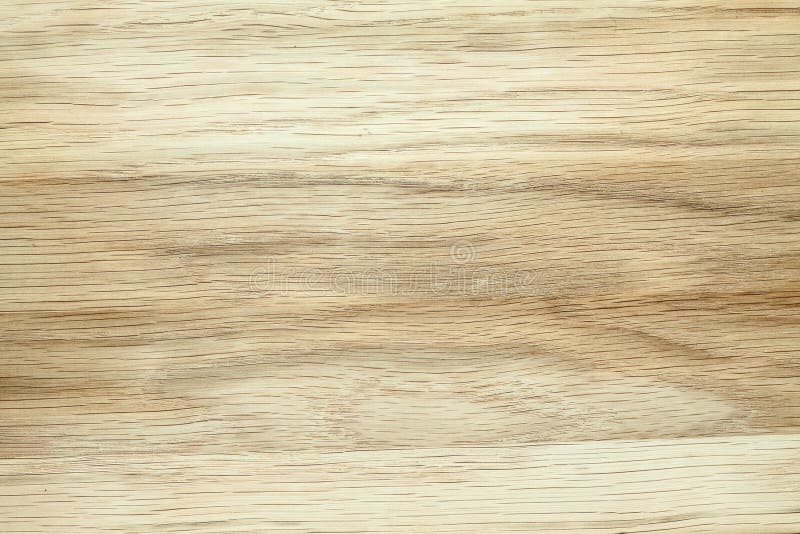 Beech Tree Texture Wallpaper. Stock Image - Image of rings, background ...