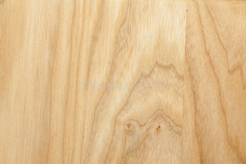 Beech Tree Texture Wallpaper. Stock Photo - Image of industry, lines ...