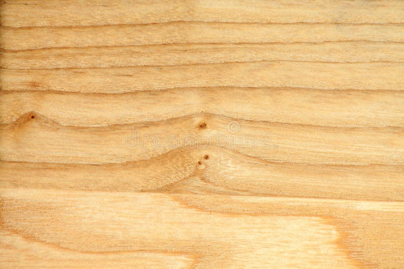 Beech Tree Texture Wallpaper. Stock Photo - Image of manufacture, floor ...